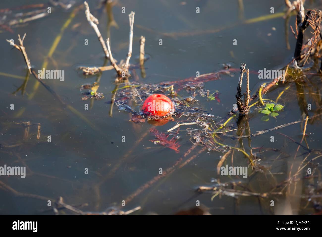 Red plastic bobber floating in foliage in shallow water Stock Photo - Alamy