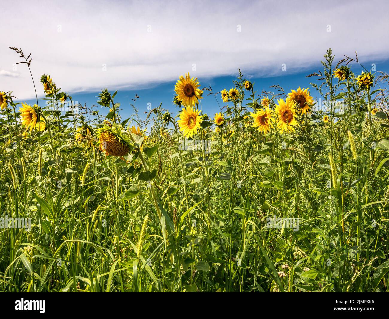 Sommerzeit blumen hi-res stock photography and images - Alamy