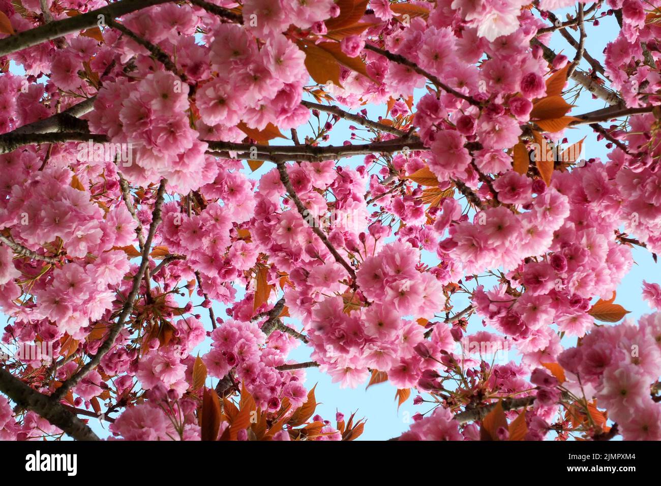 Soft pink cherry blossom flowers on a tree surrounded by leaves and ...