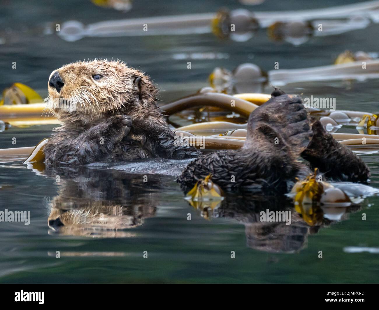 Sea otter, Enhydra lutris, in the kelp forest of Southeast Alaska, USA ...