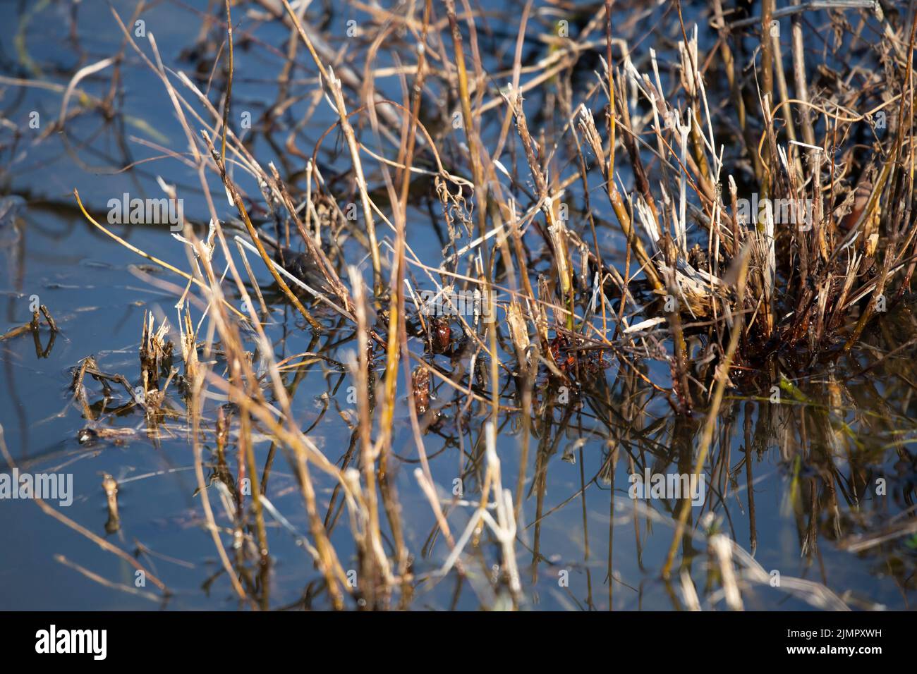 Stumps of dried foliage sticking out of shallow water Stock Photo - Alamy