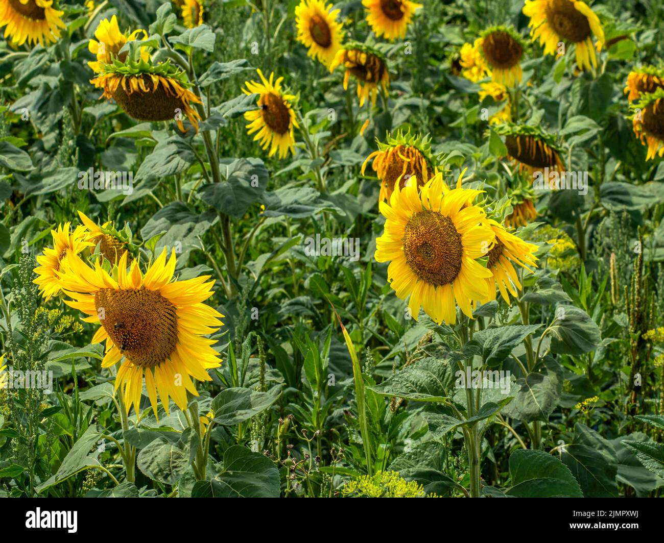 FLORA : Yellow greetings Stock Photo - Alamy