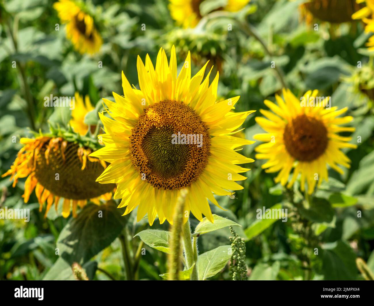 August blume hi-res stock photography and images - Alamy
