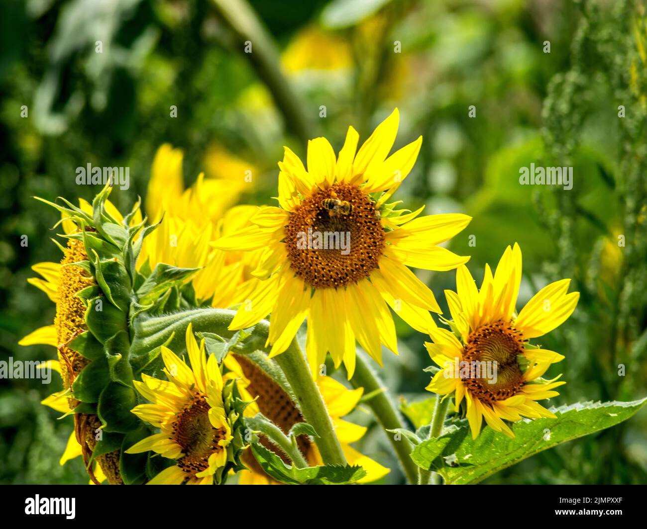 FLORA : Yellow love Stock Photo - Alamy