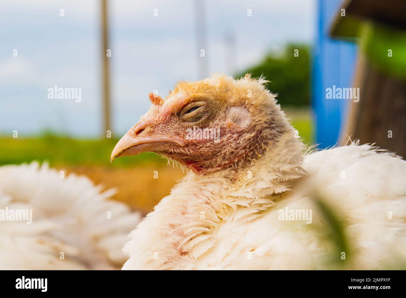 Turkey cubs. Little turkeys. Feeding and caring for birds. Poultry farm ...