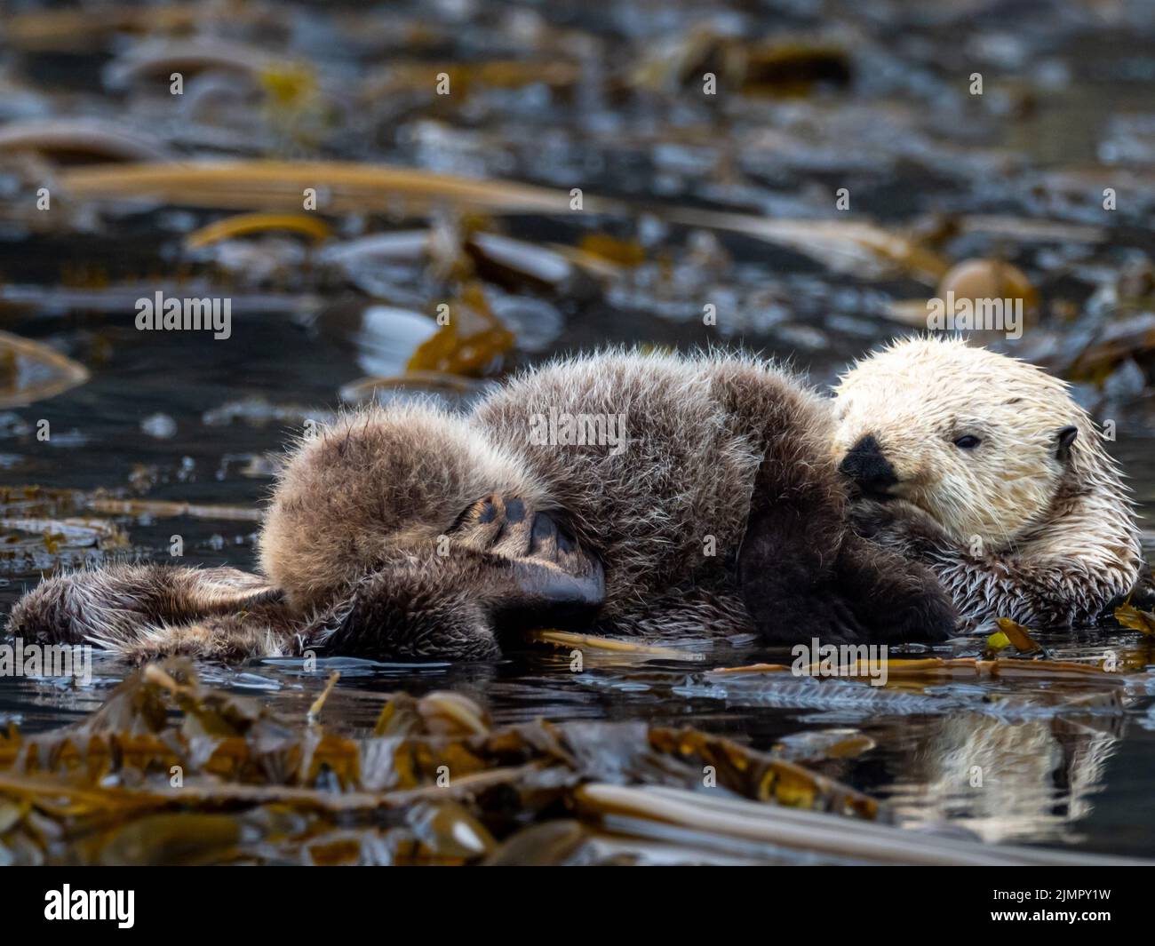 Sea otter, Enhydra lutris, in the kelp forest of Southeast Alaska, USA ...