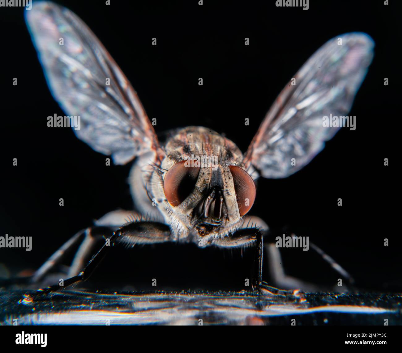 Hairs fly hi-res stock photography and images - Alamy