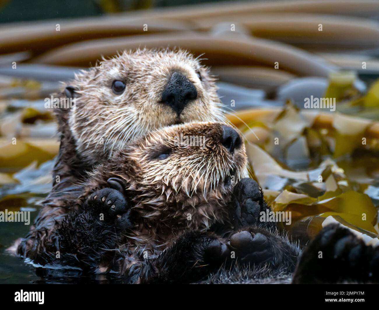 Sea otter, Enhydra lutris, in the kelp forest of Southeast Alaska, USA ...