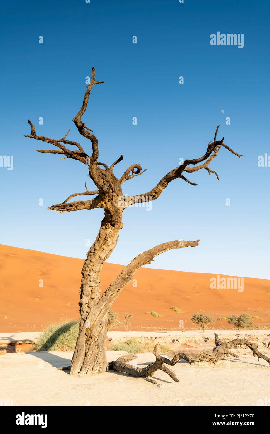 view of scenery showing sand dunes and dead trees at Deadvlei, Namibia ...