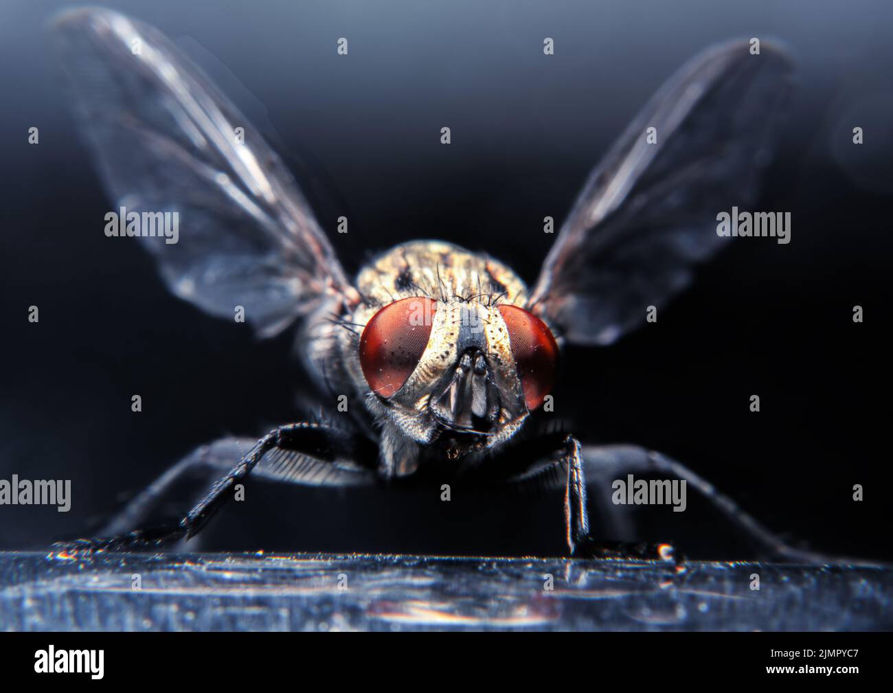 Flying hairs hi-res stock photography and images - Alamy