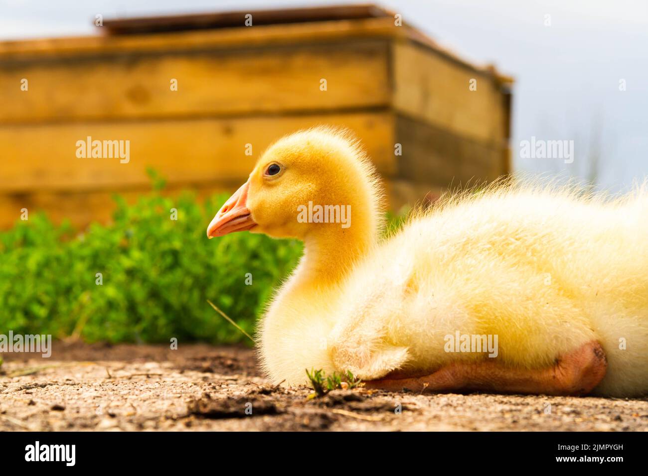 Gosling. Poultry farm for breeding geese. Little goose chicks in the ...