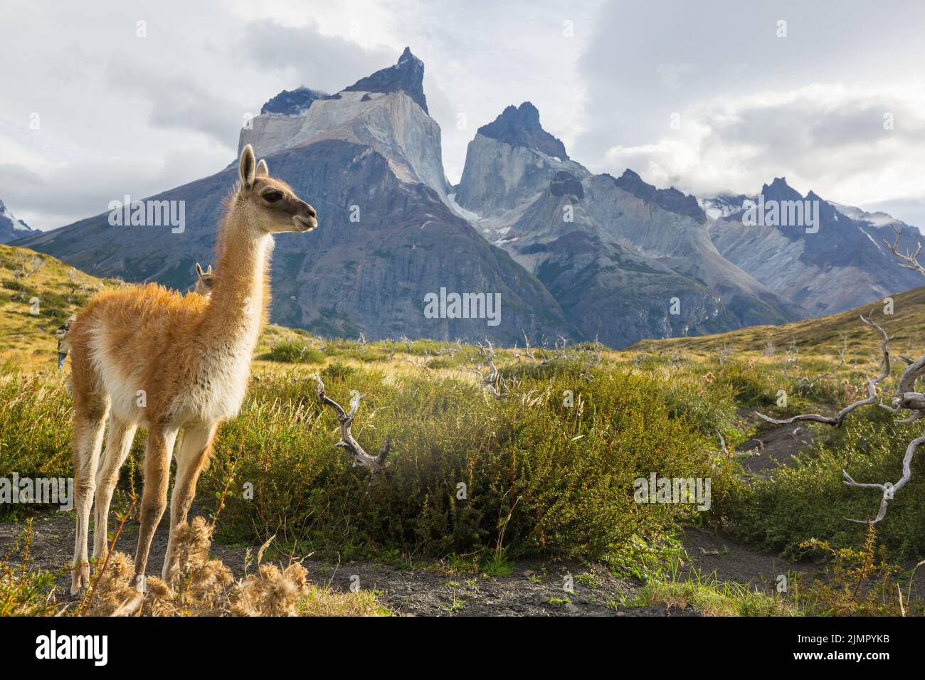 El guanaco hi-res stock photography and images - Alamy