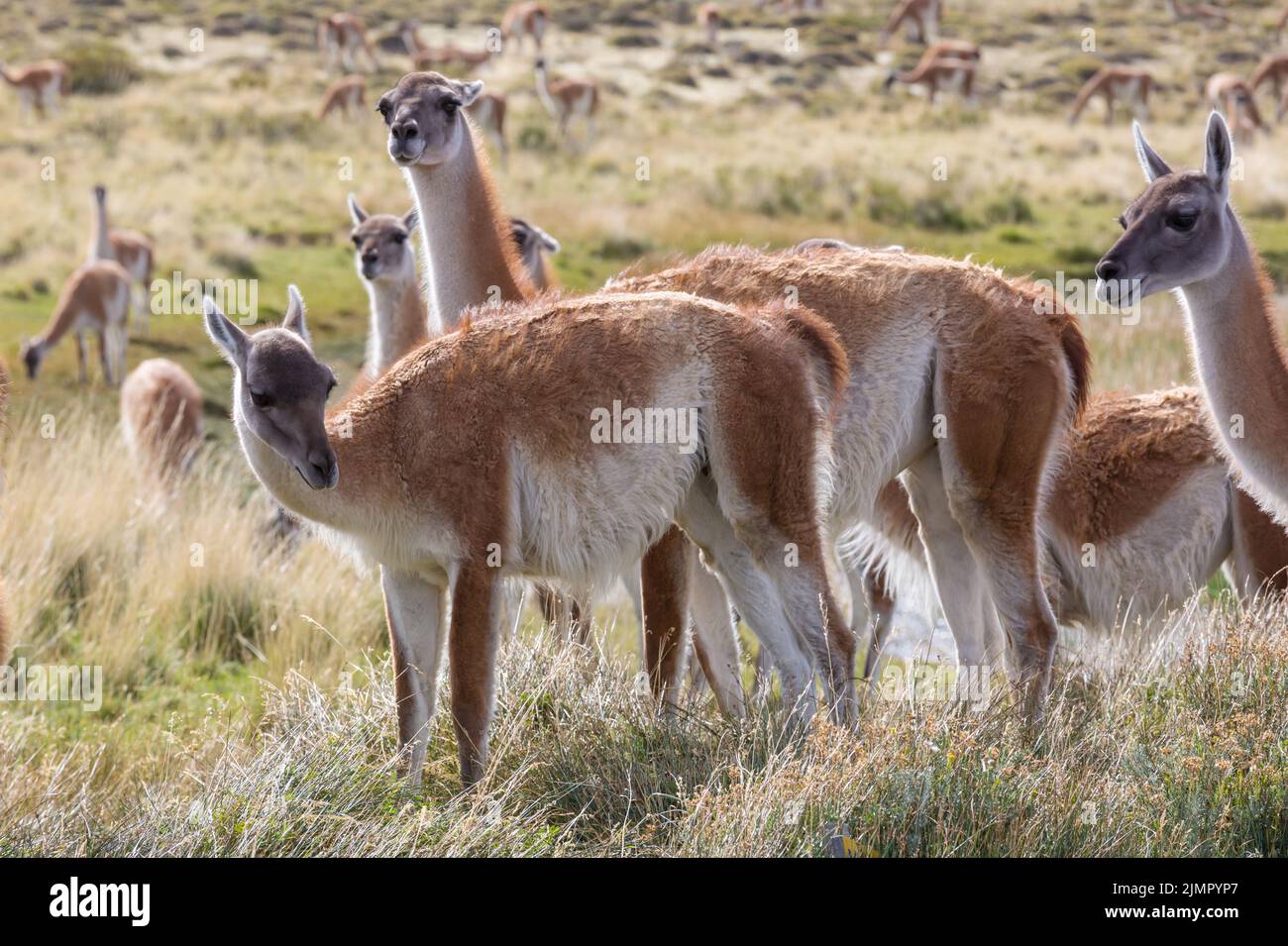 Guanaco mammals animals hi-res stock photography and images - Alamy