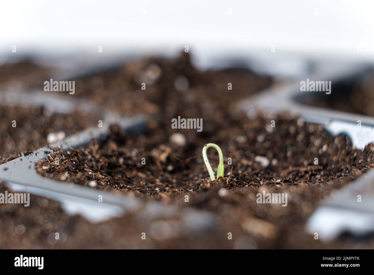 Growing tomatoes from seeds, step by step. Step 4 - the first sprout ...