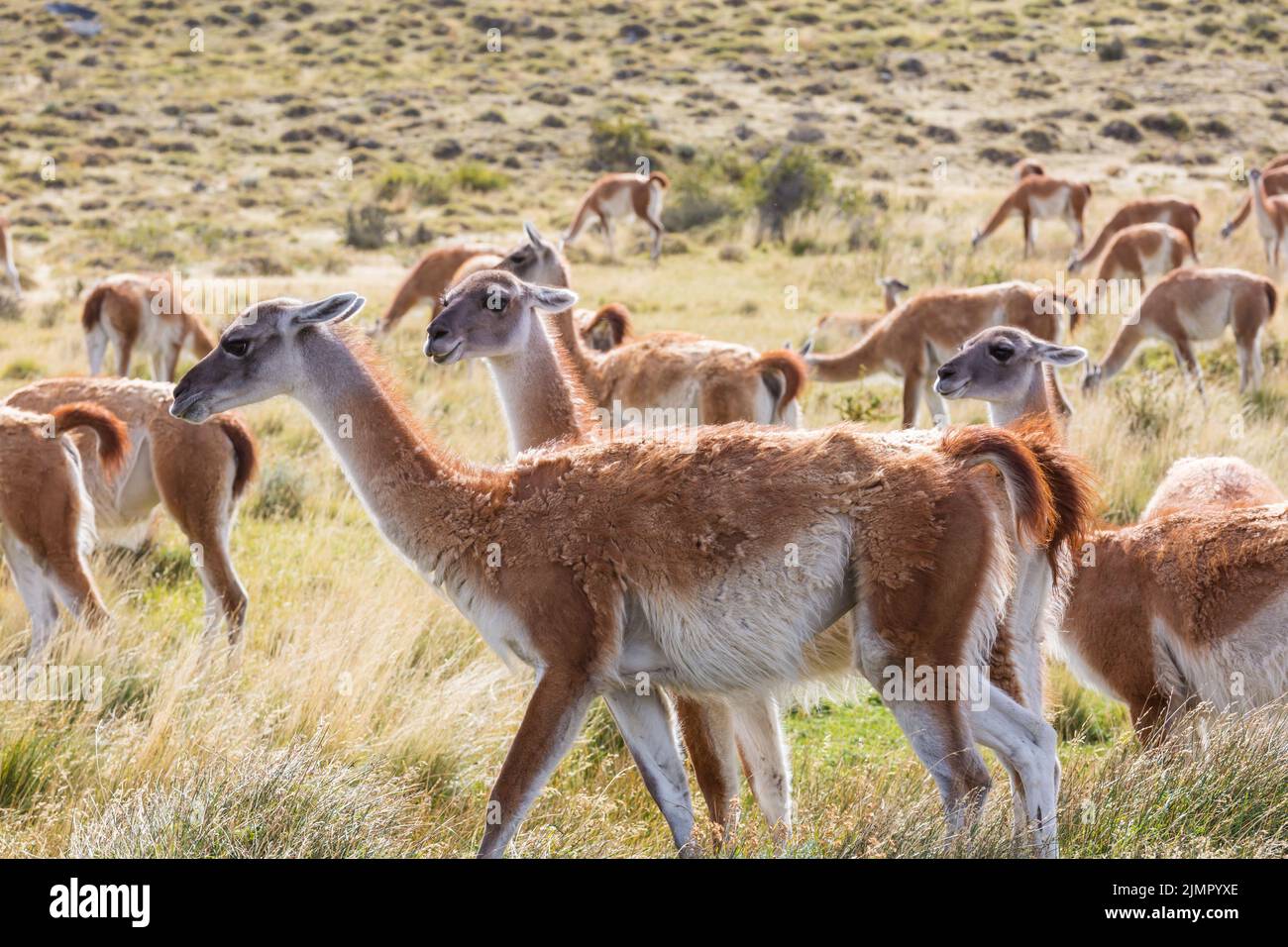 El guanaco hi-res stock photography and images - Alamy
