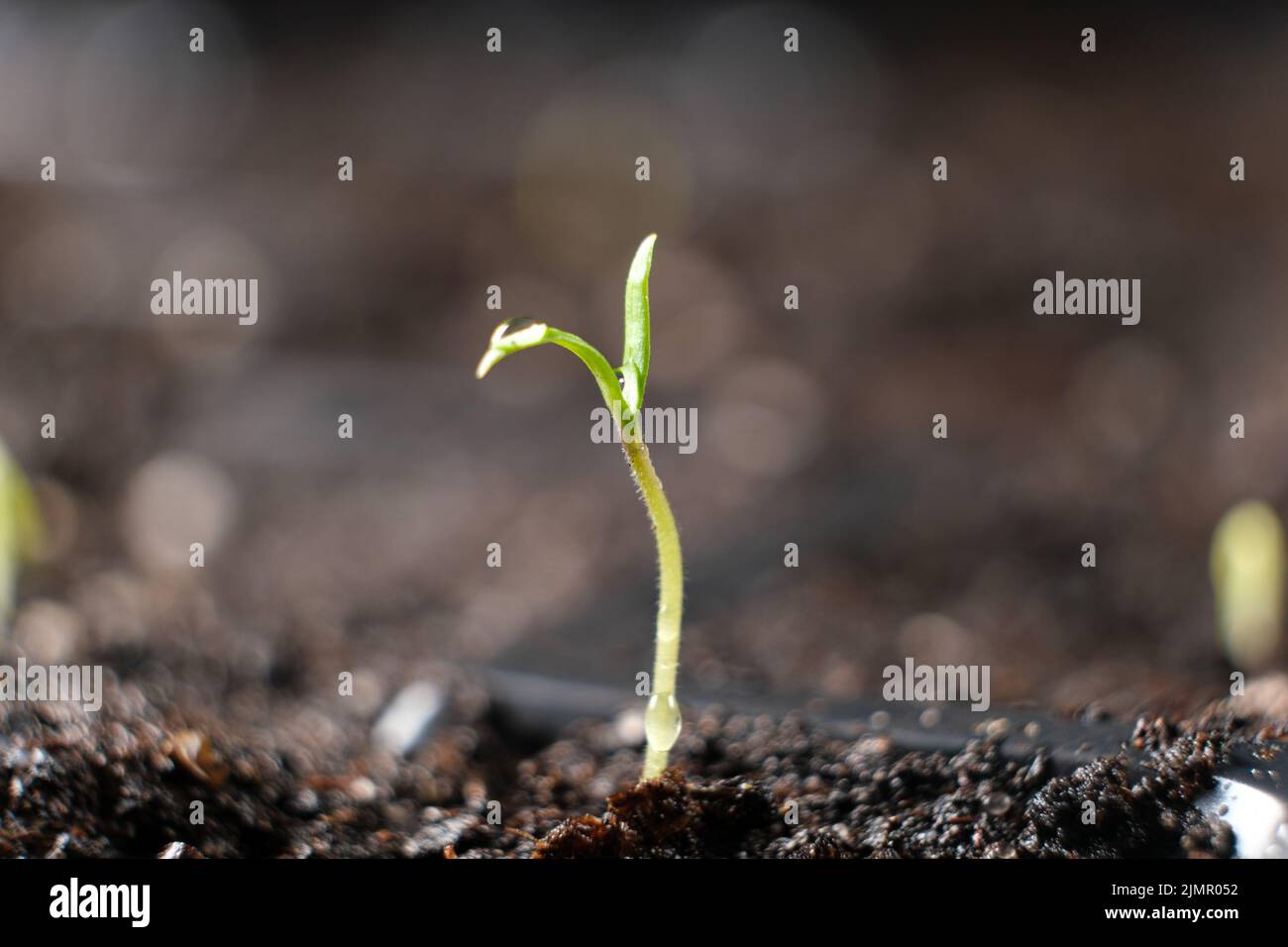 Growing tomatoes from seeds, step by step. Step 4 - the first sprout ...