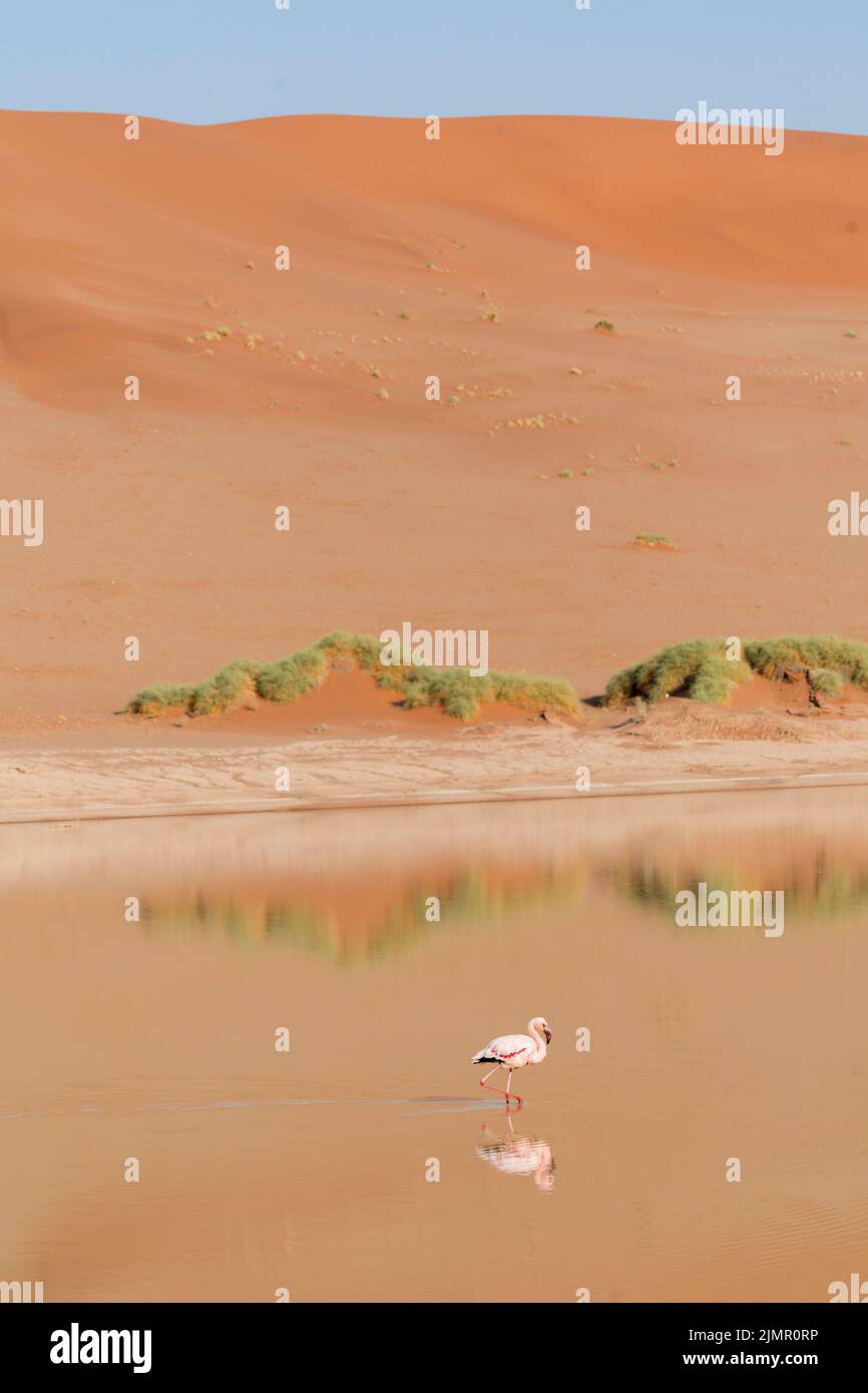 view of scenery showing sand dunes at Deadvlei, Namibia Stock Photo - Alamy