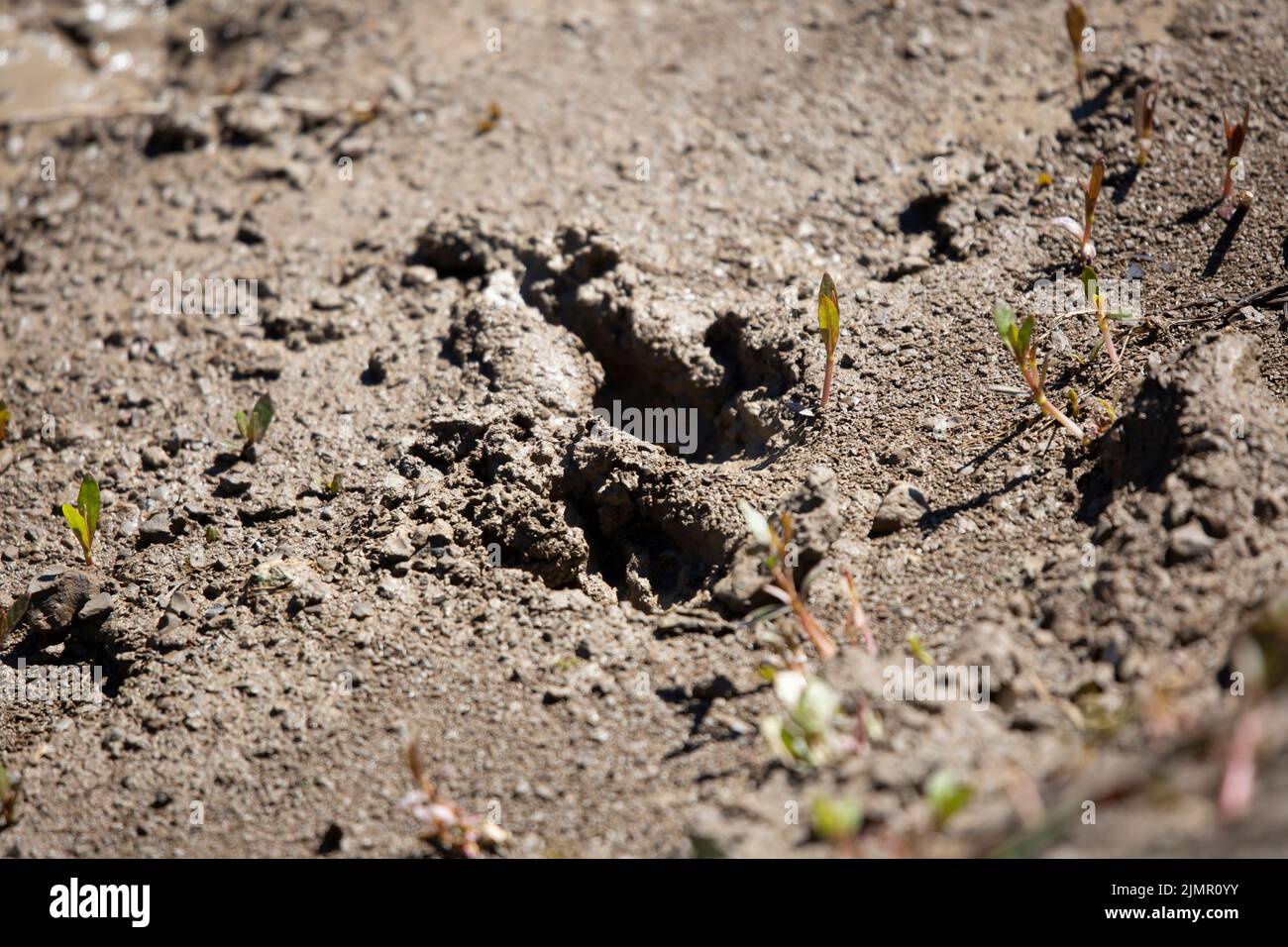 Feral hog (Sus scrofa) track in the mud Stock Photo - Alamy