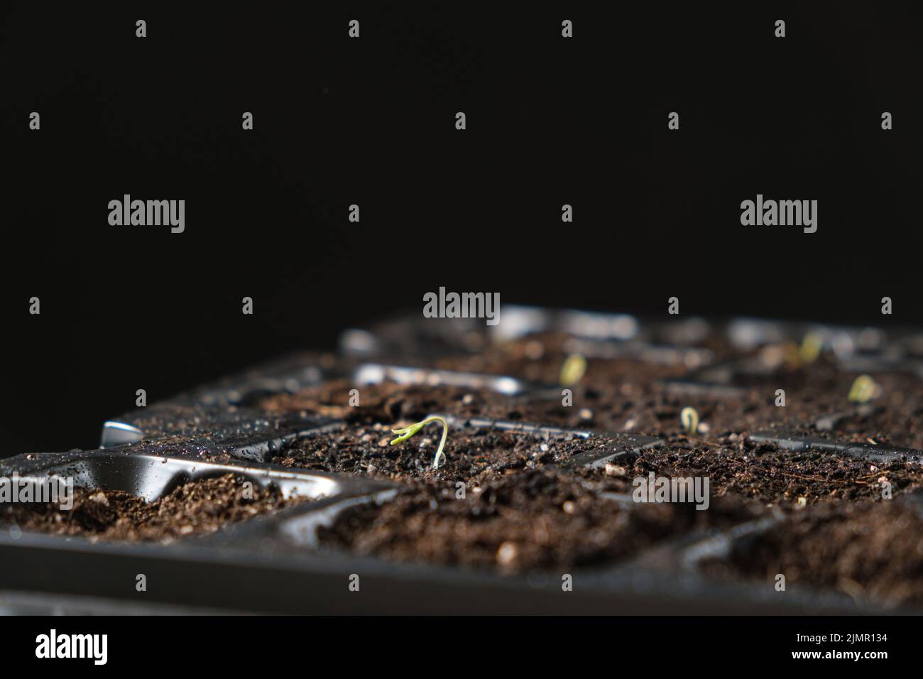 Growing tomatoes from seeds, step by step. Step 4 - the first sprout ...