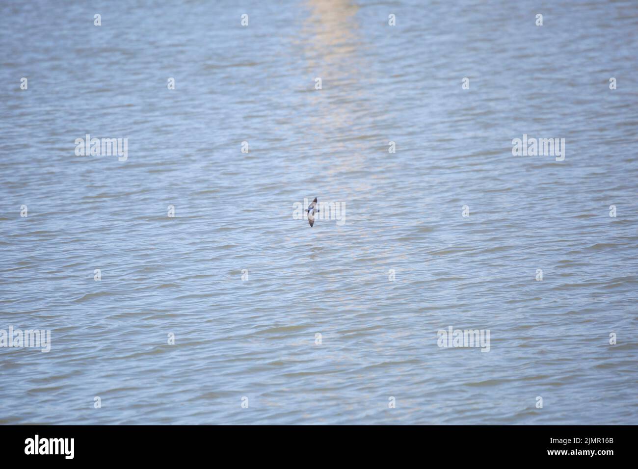 Barn swallow (Hirundo rustica) flying low, above choppy water Stock ...