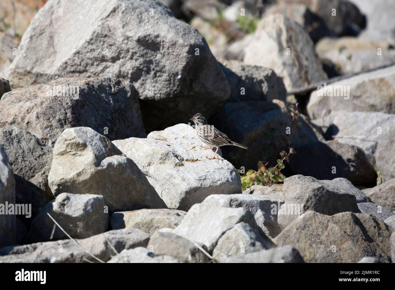 Vesper sparrow (Pooecetes gramineus) facing left and looking out from a ...