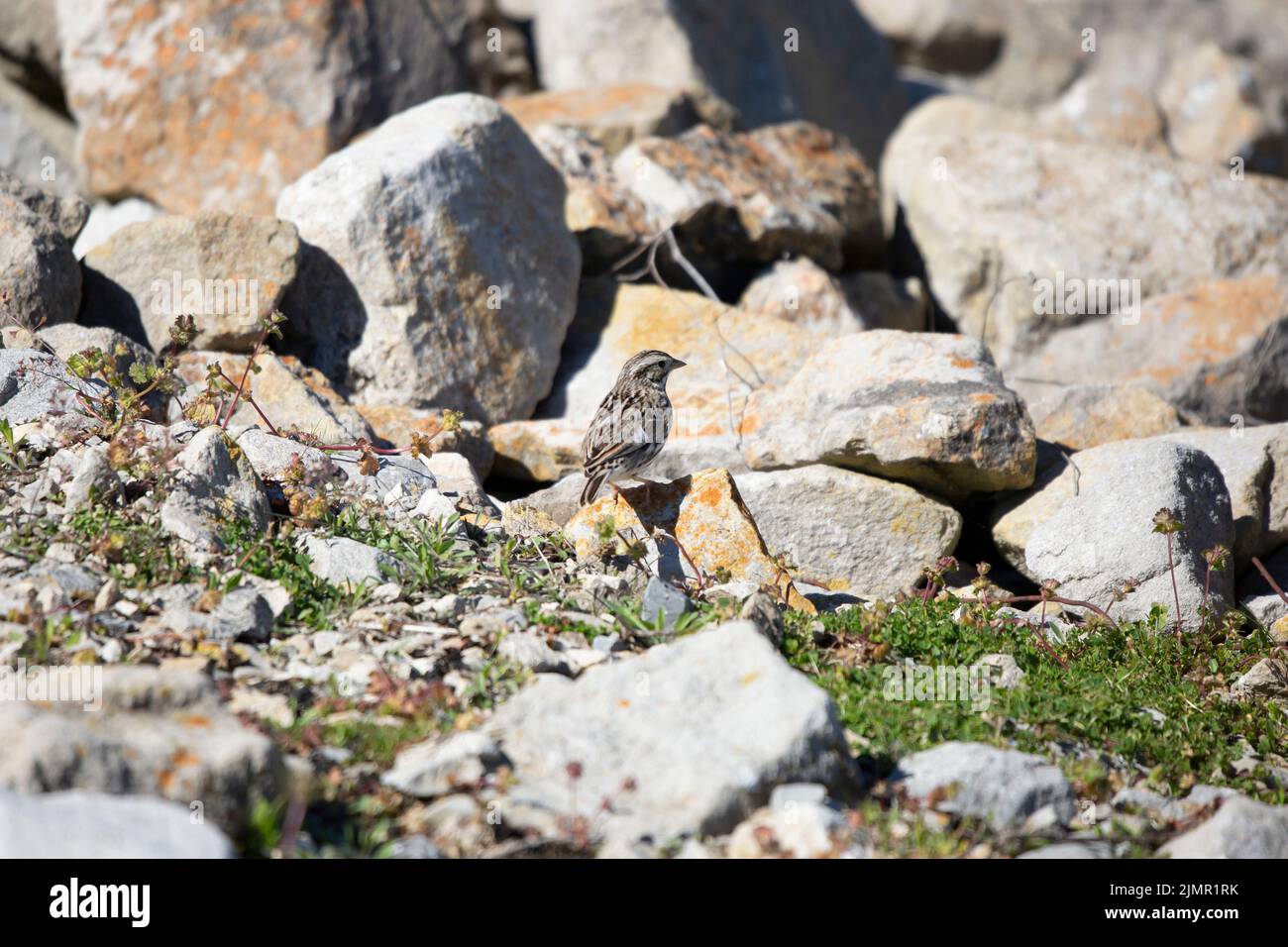 Jagged tail hi-res stock photography and images - Alamy