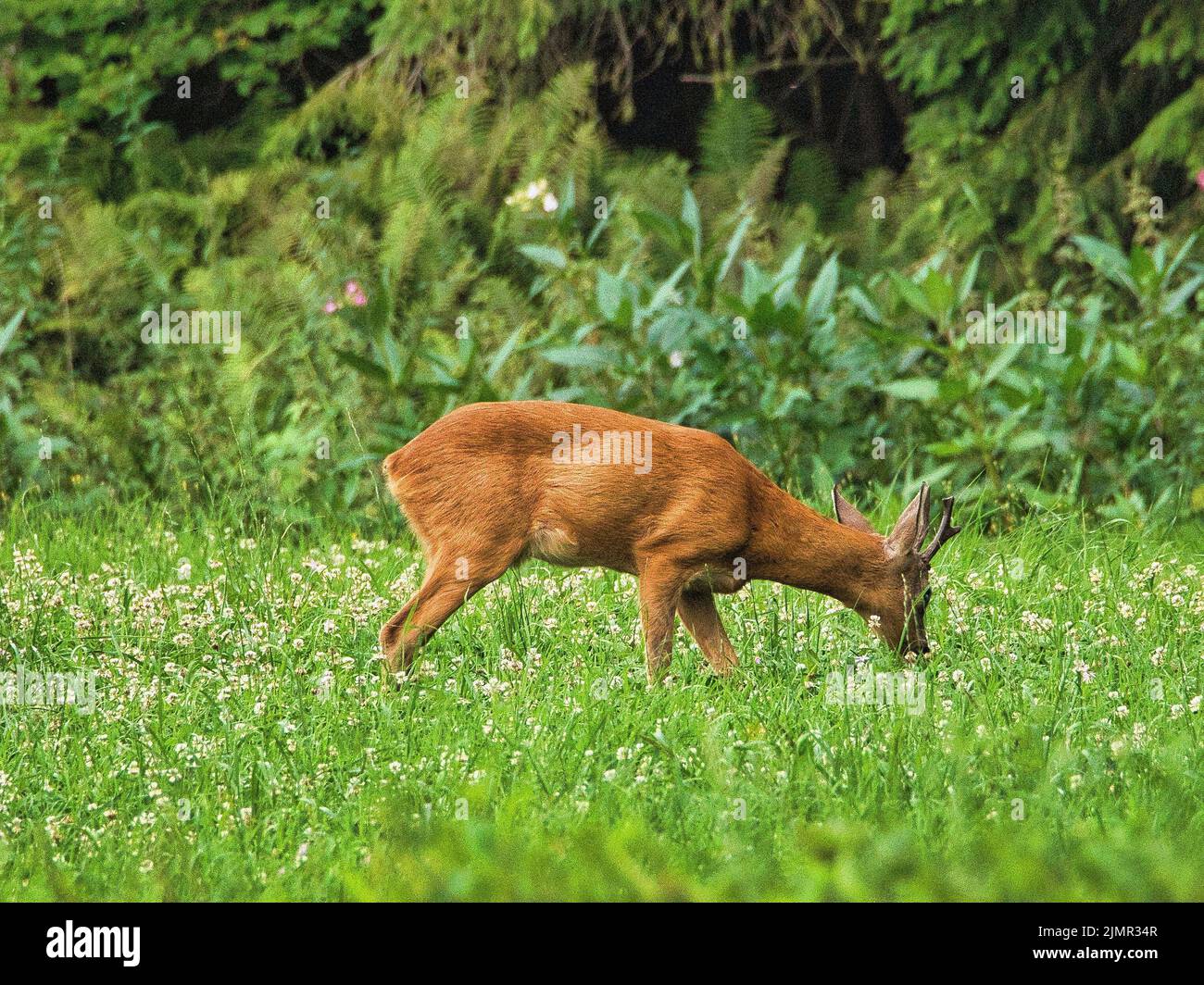 Deer eating grass hi-res stock photography and images - Alamy