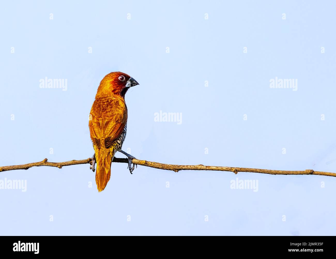 Scally munia hi-res stock photography and images - Alamy