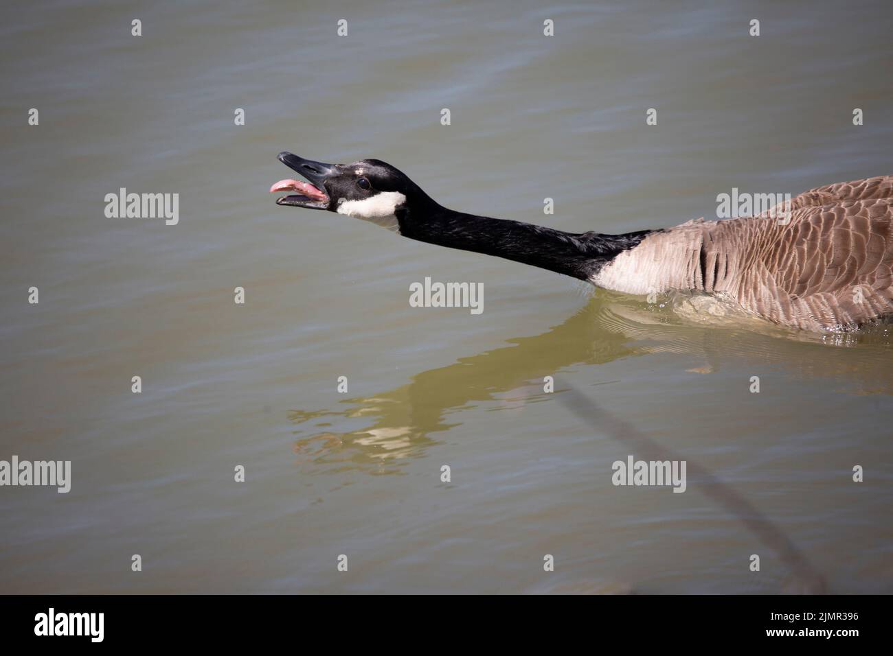 Canada goose (Branta canadensis) honking as it stretches out its neck ...