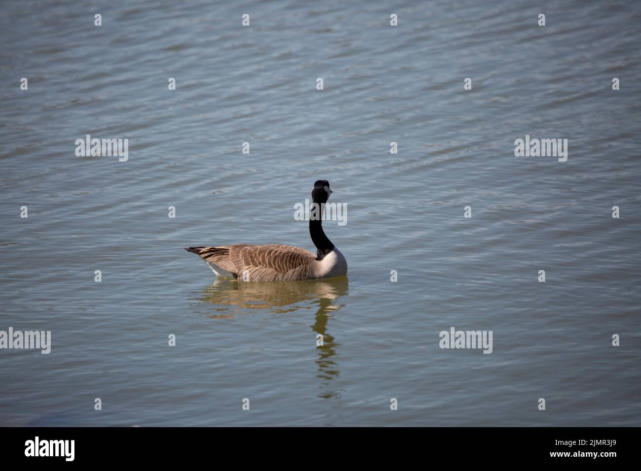 Canada goose (Branta canadensis) swimming to the right in wavy water ...