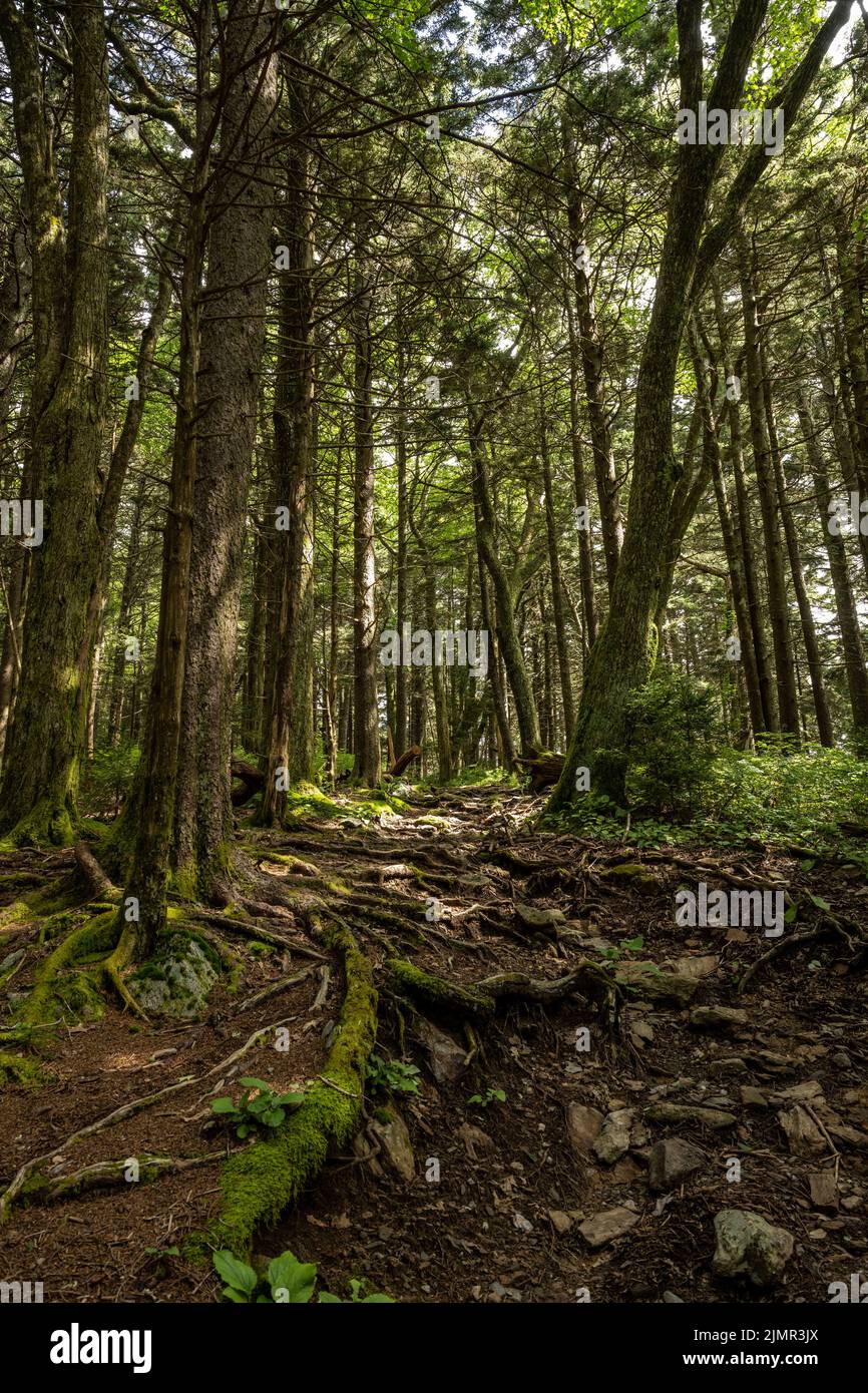 Tall Trees Tower Over Rocky Trail in Great Smoky Mountains National ...