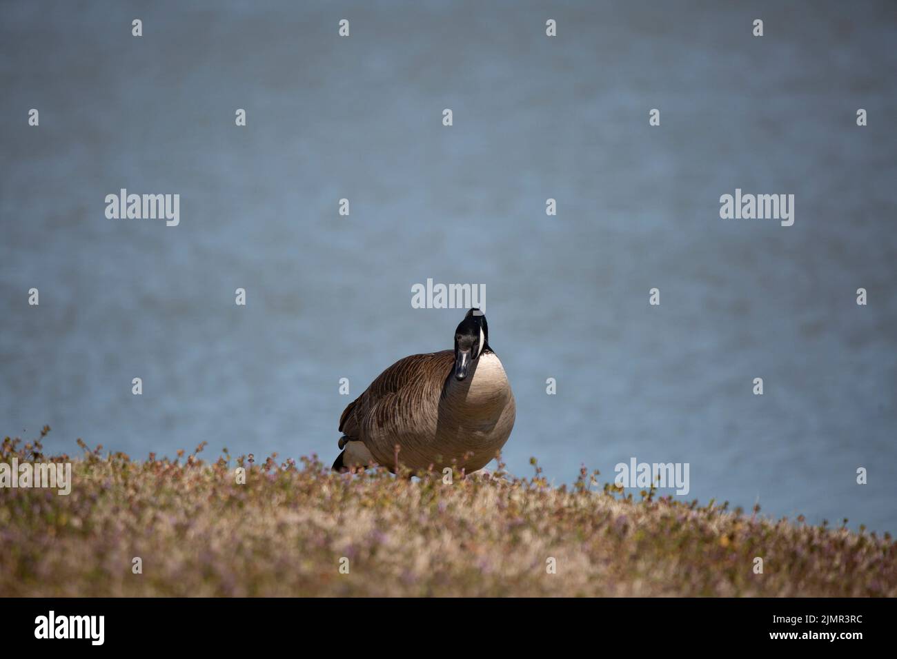Sassy Canada goose (Branta canadensis) looking out as it forages in a ...