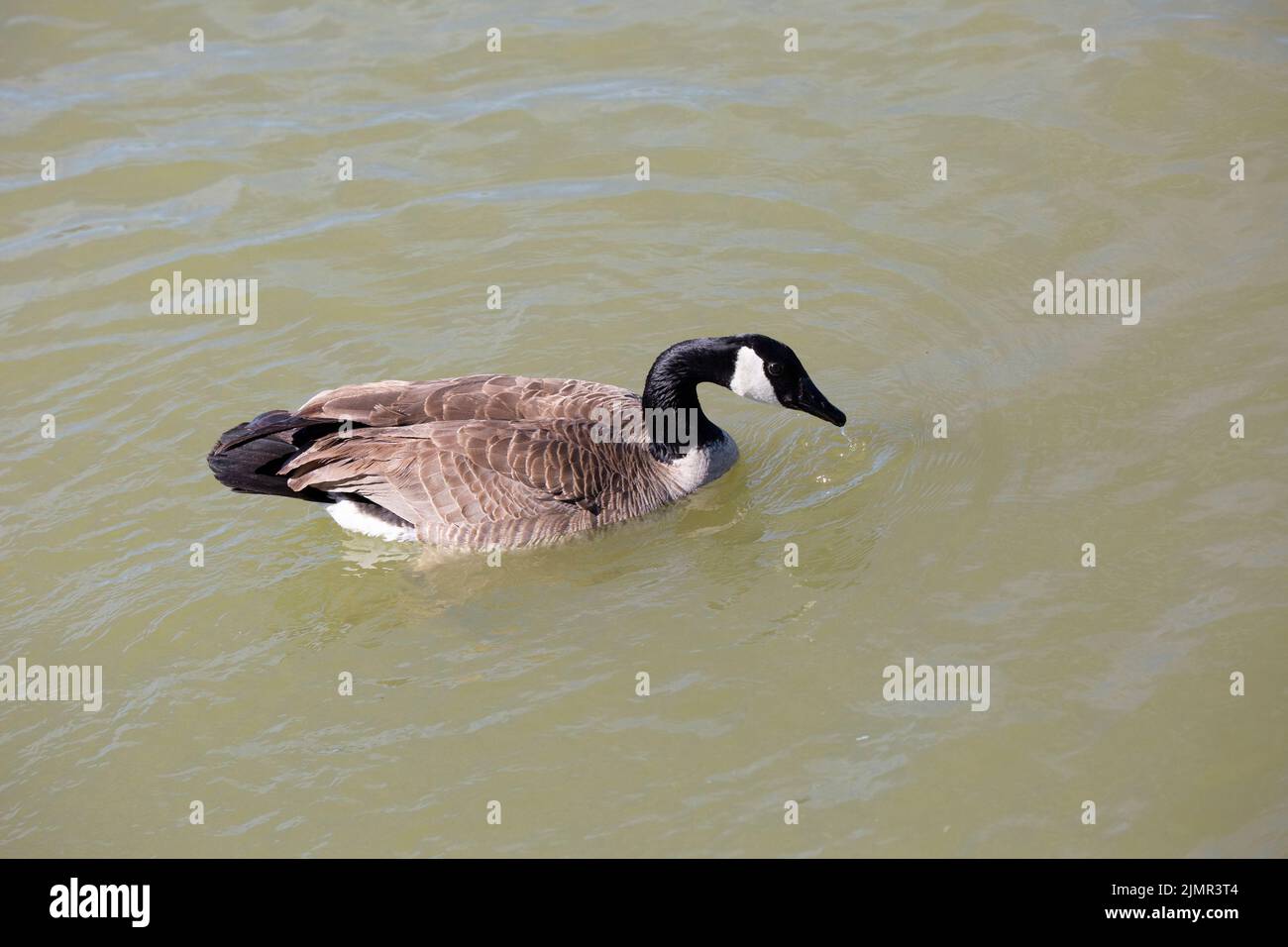 Canada goose (Branta canadensis) with water dripping from its beak as ...