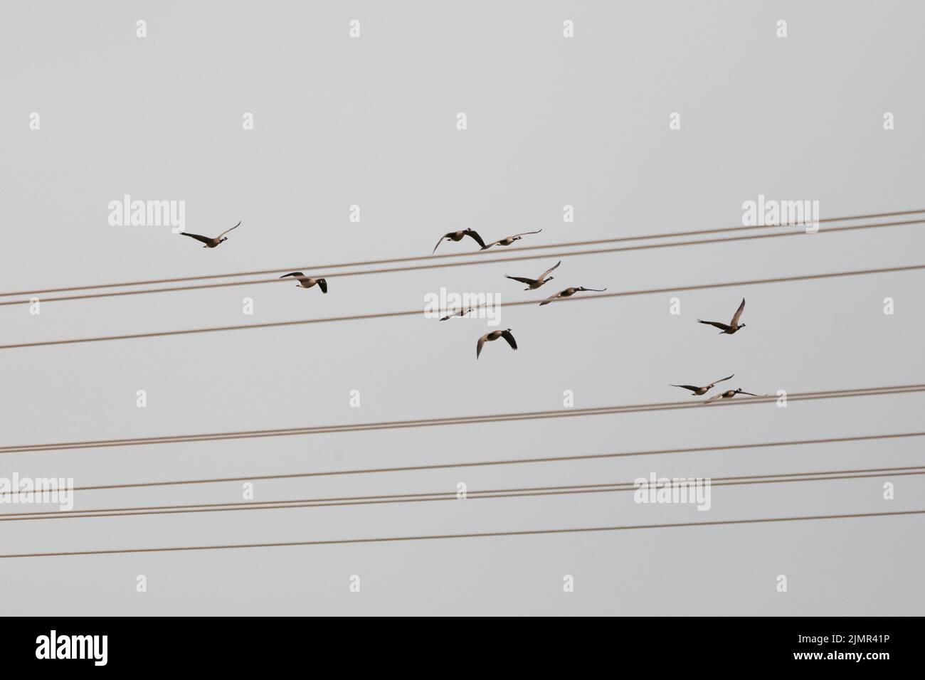 Flock of Canada geese (Branta canadensis) flying past electrical lines ...