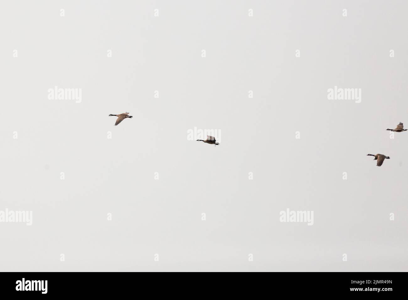 Four Canada geese (Branta canadensis) flying through a gray sky in a ...