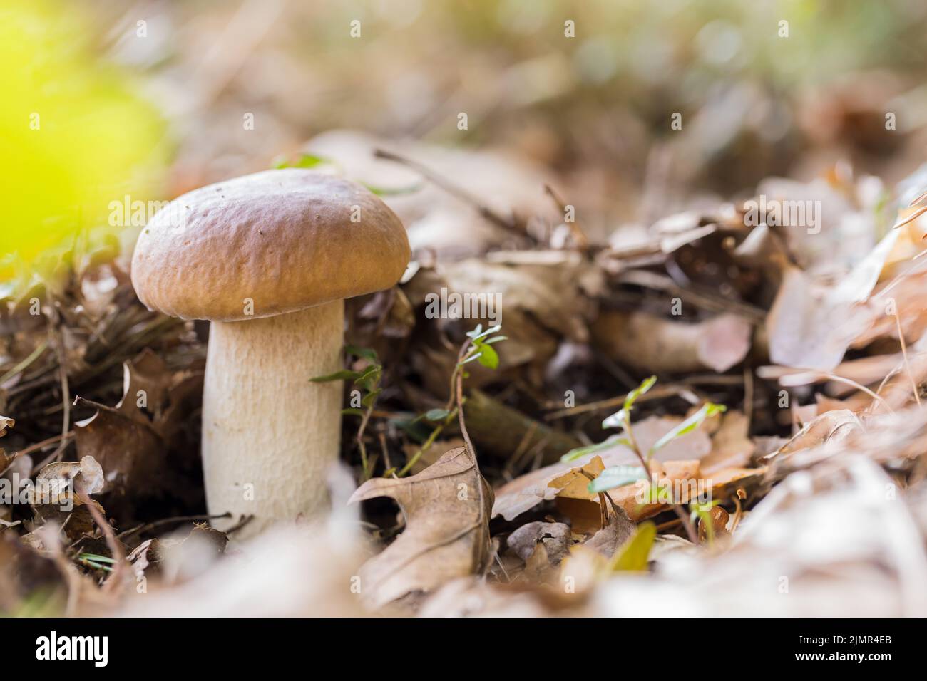 Boletus edulis Bull,species of mushrooms from the boletus family Stock ...