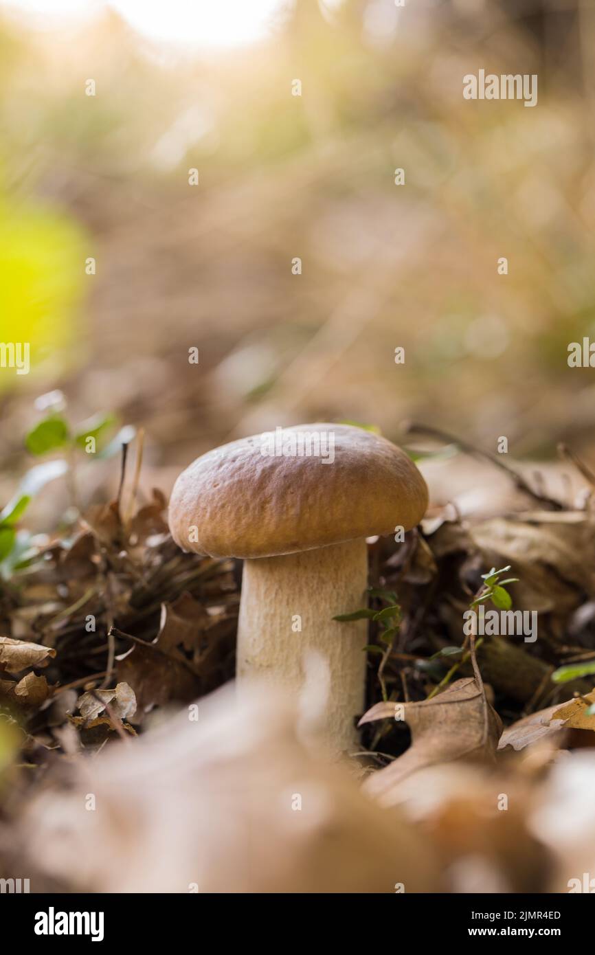 Boletus edulis Bull,species of mushrooms from the boletus family Stock ...