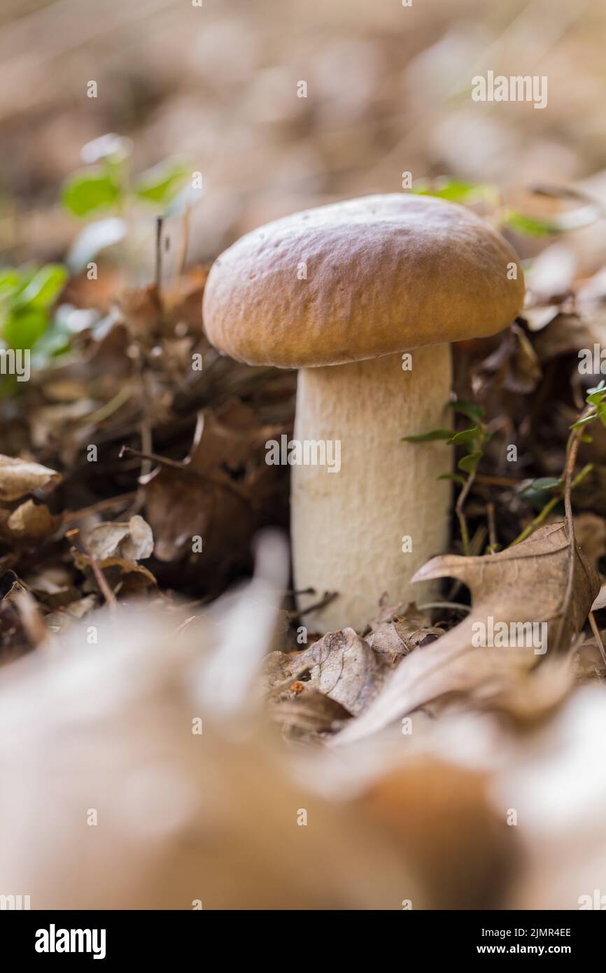 Boletus species hi-res stock photography and images - Alamy