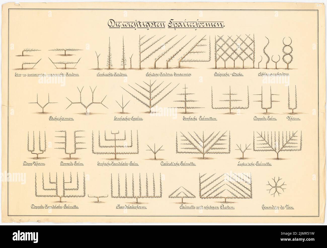 Barth Erwin (1880-1933), The most important trellis forms (approx. 1901 ...