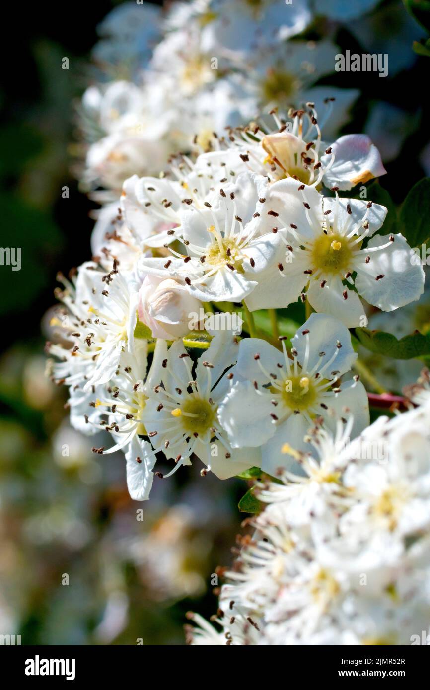 Hawthorn, Whitethorn or May Tree (crataegus monogyna), close up showing ...
