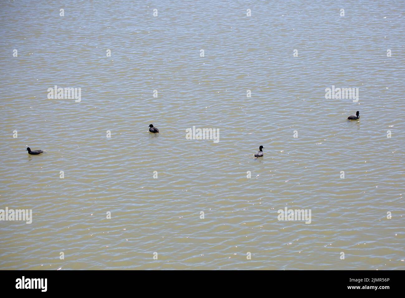 Four American coots (Fulica americana) swimming in a broken line ...