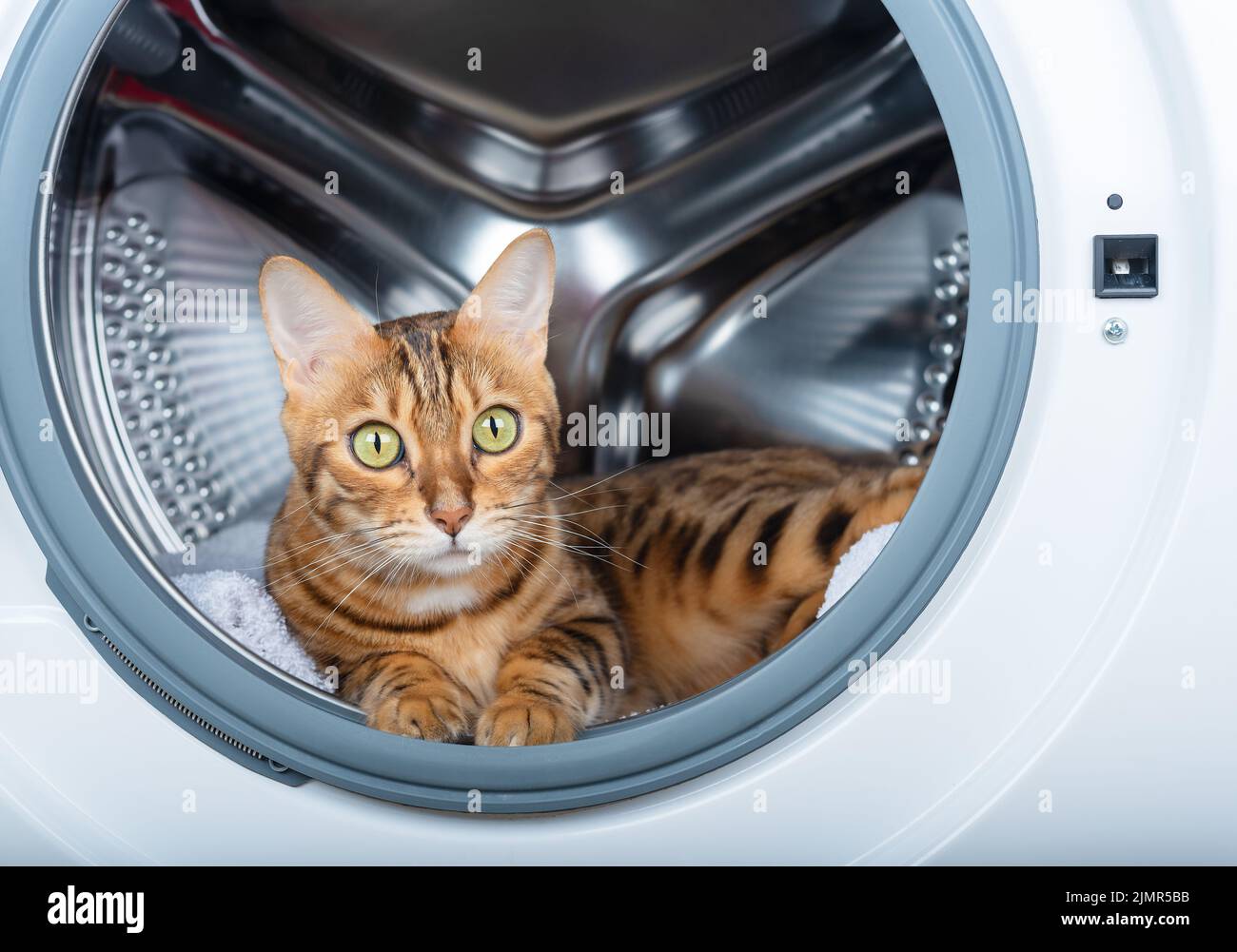 Bengal cat is resting inside the washing machine Stock Photo - Alamy