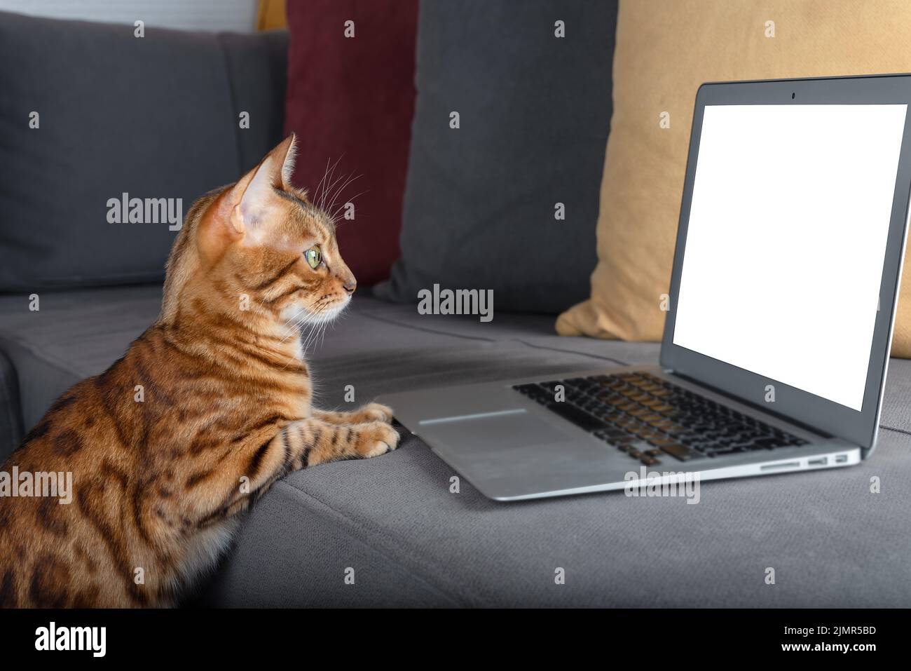 Bengal cat looks at a mock-up of a white laptop screen, online training ...