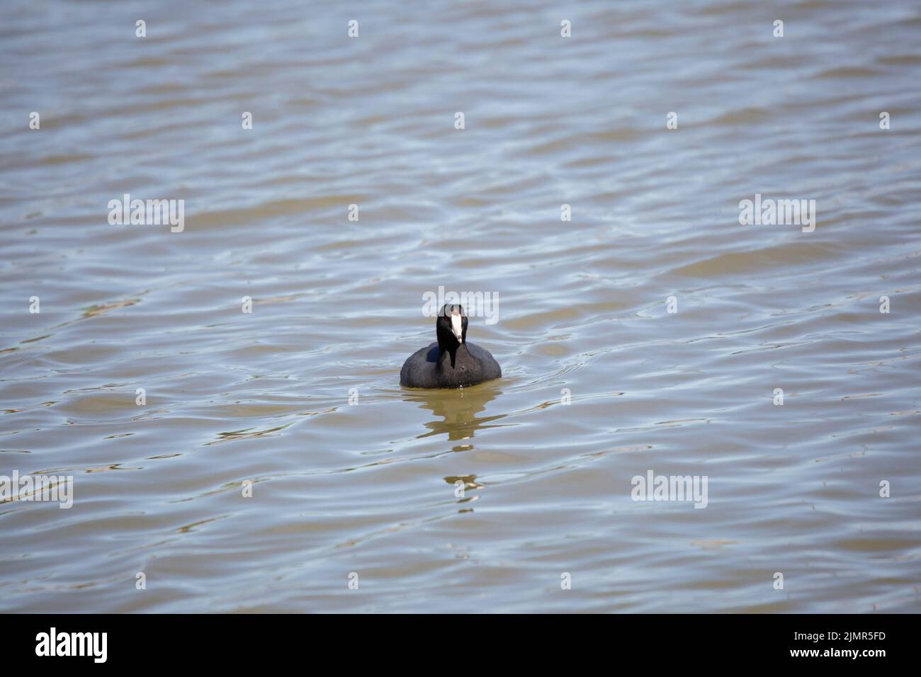 American coot (Fulica americana) swimming forward and looking straight ...