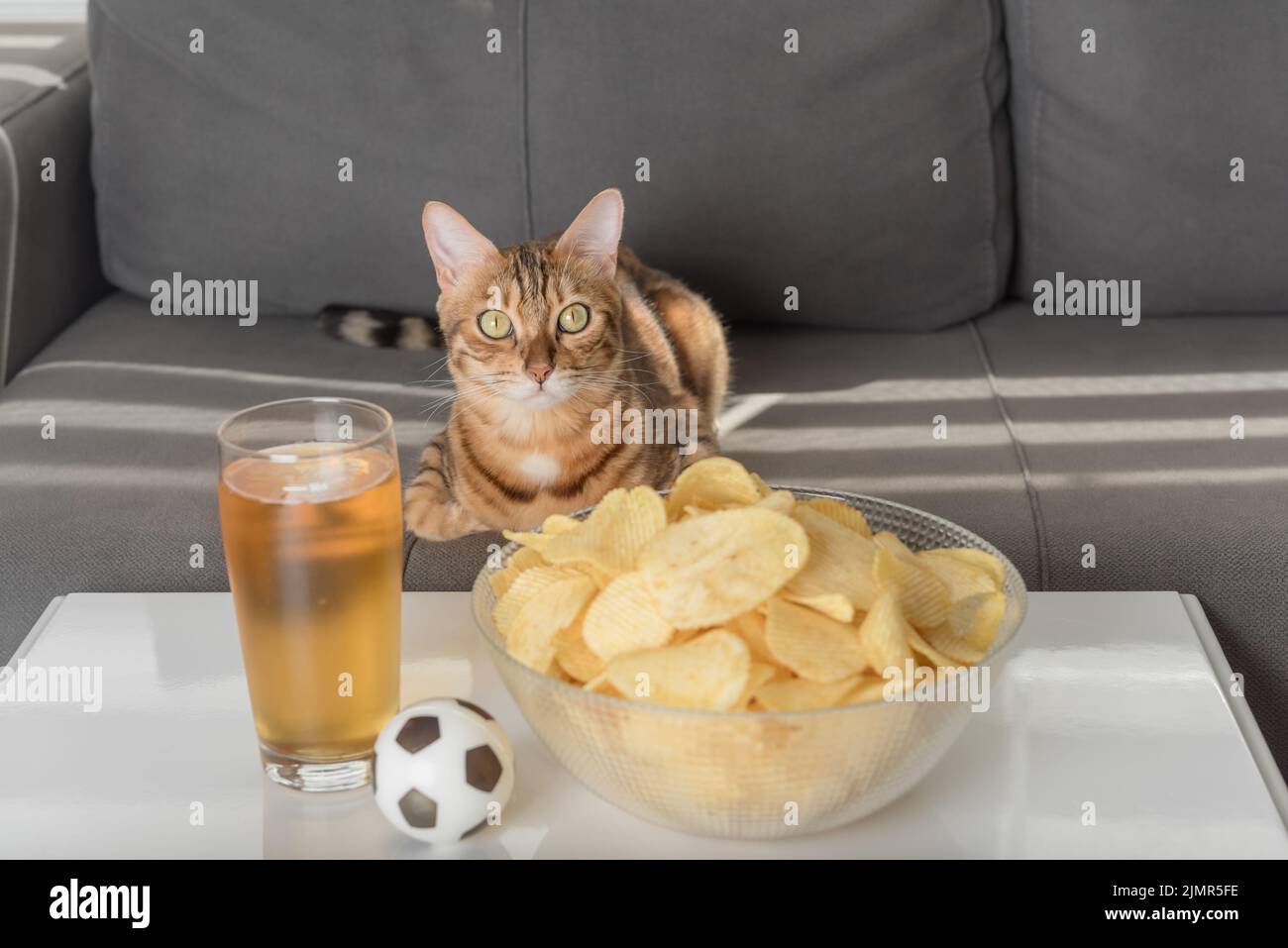 Cat fan watching football at home with beer and chips Stock Photo - Alamy