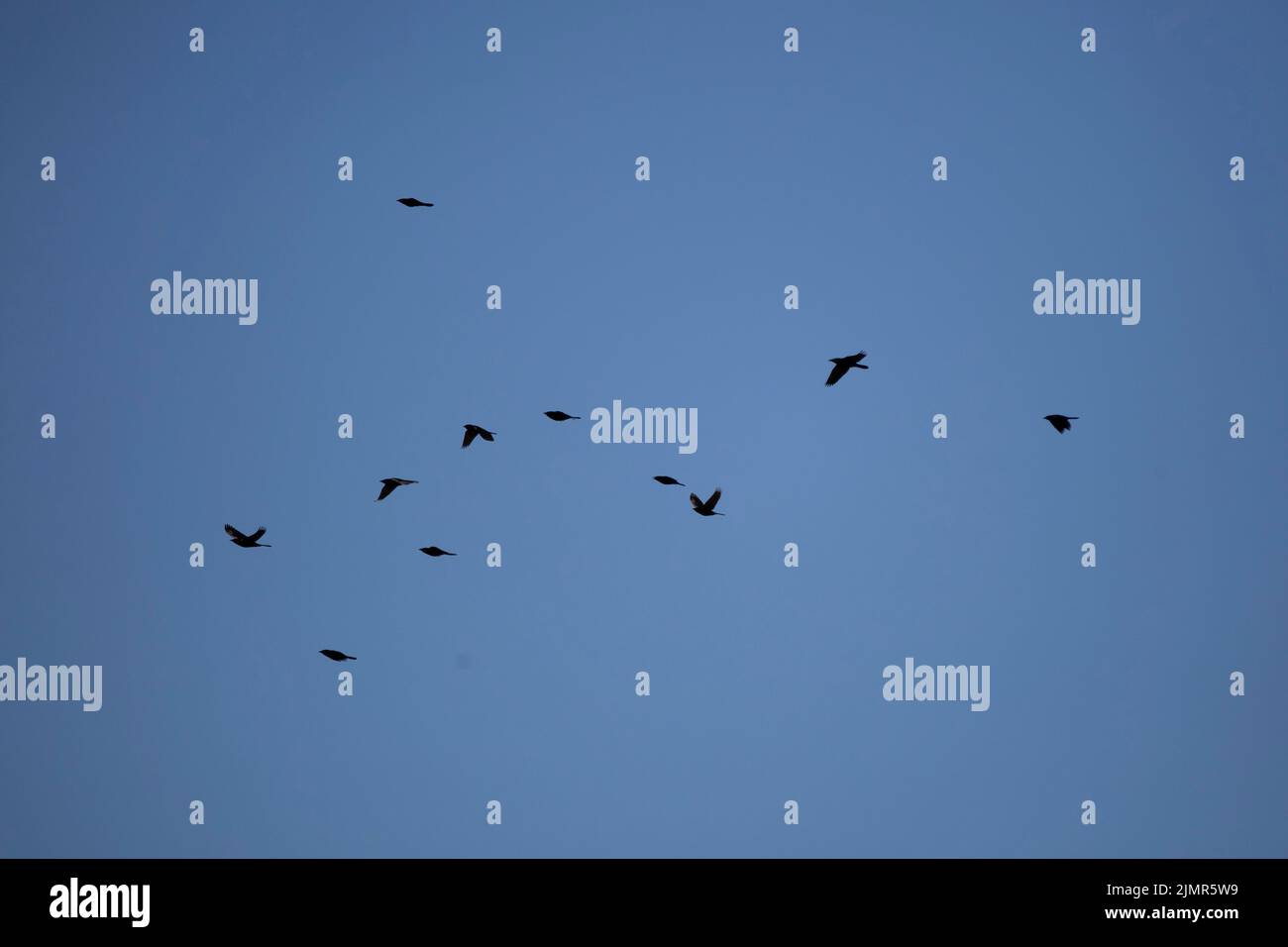 Flock of common grackles (Quiscalus quiscula) soaring through a blue ...