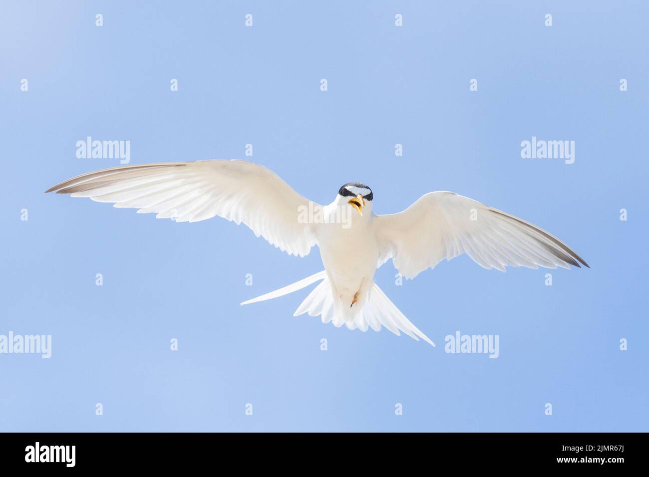 Least tern fishing (Sternula antillarum Stock Photo - Alamy