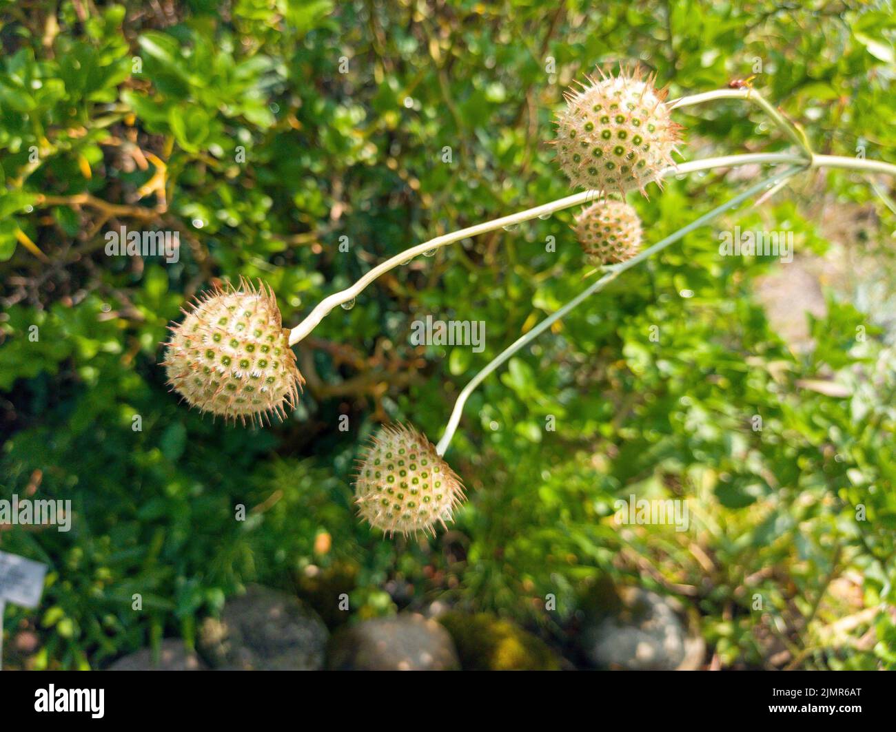 Plants plus hi-res stock photography and images - Alamy