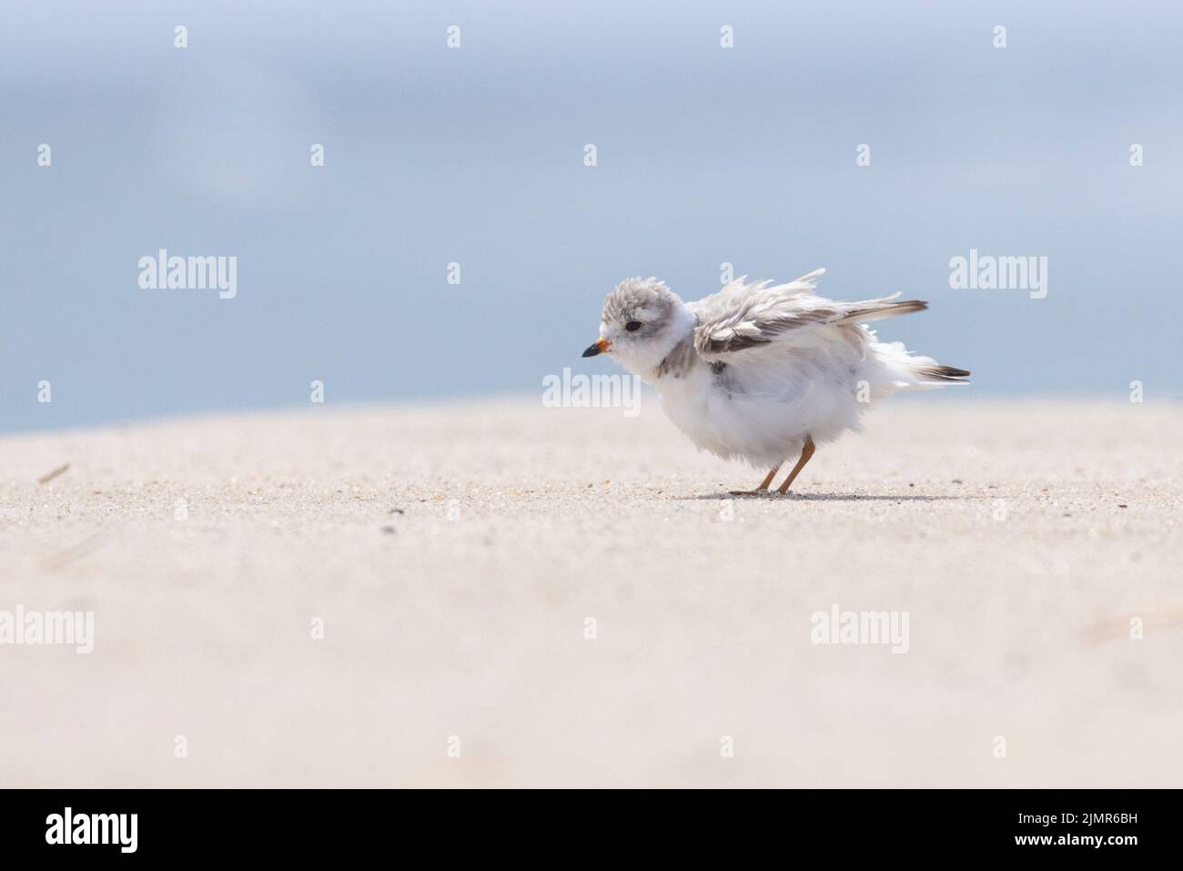 piping plover babies (Charadrius melodus Stock Photo - Alamy