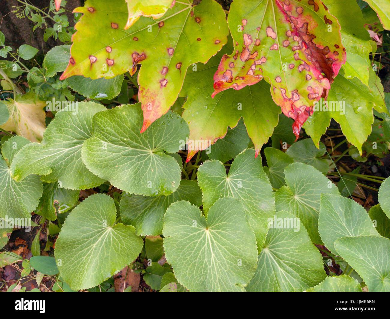Plants plus hi-res stock photography and images - Alamy